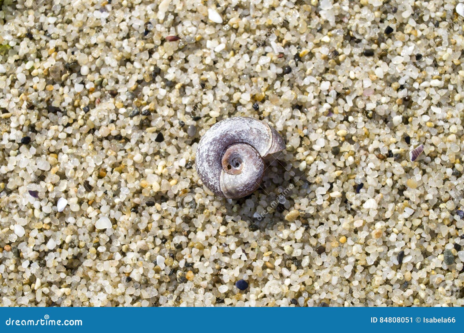 Small Snail Shell in the Sand on the Beach Stock Image - Image of ...