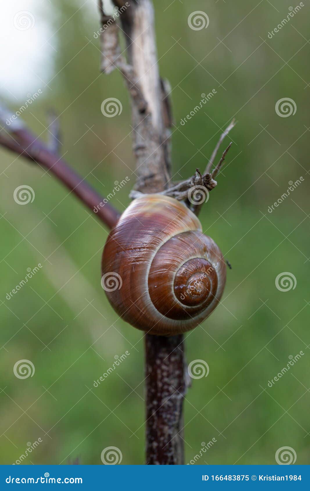 Small Snail Shell on Small Tree Stock Image - Image of nature, material ...