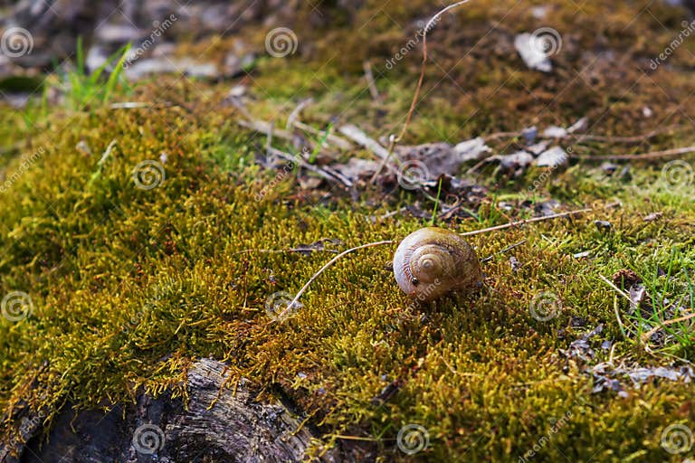 A Small Snail Shell on a Tree Covered with Green Moss Stock Image ...