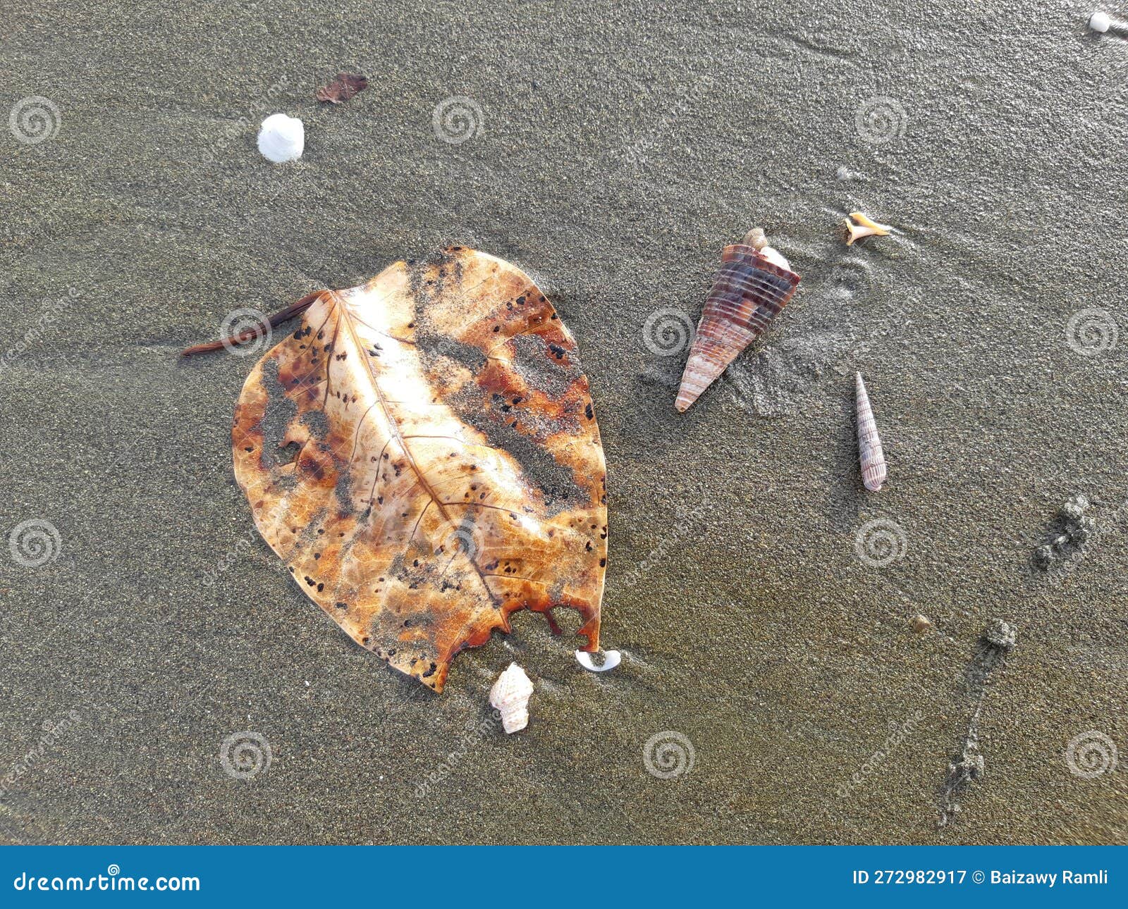 Small Snail Shells and Dry Leaves on the Black Sand Beach Stock Image ...