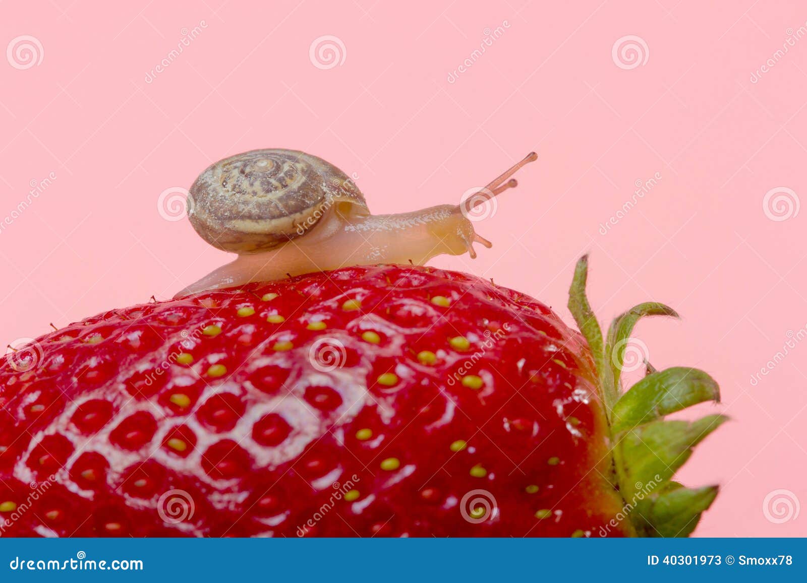 Small snail on strawberry stock image. Image of dessert - 40301973