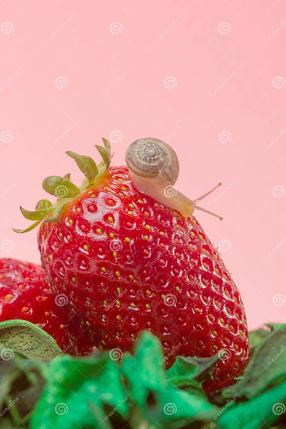 Small snail on strawberry stock photo. Image of strawberry - 40301986