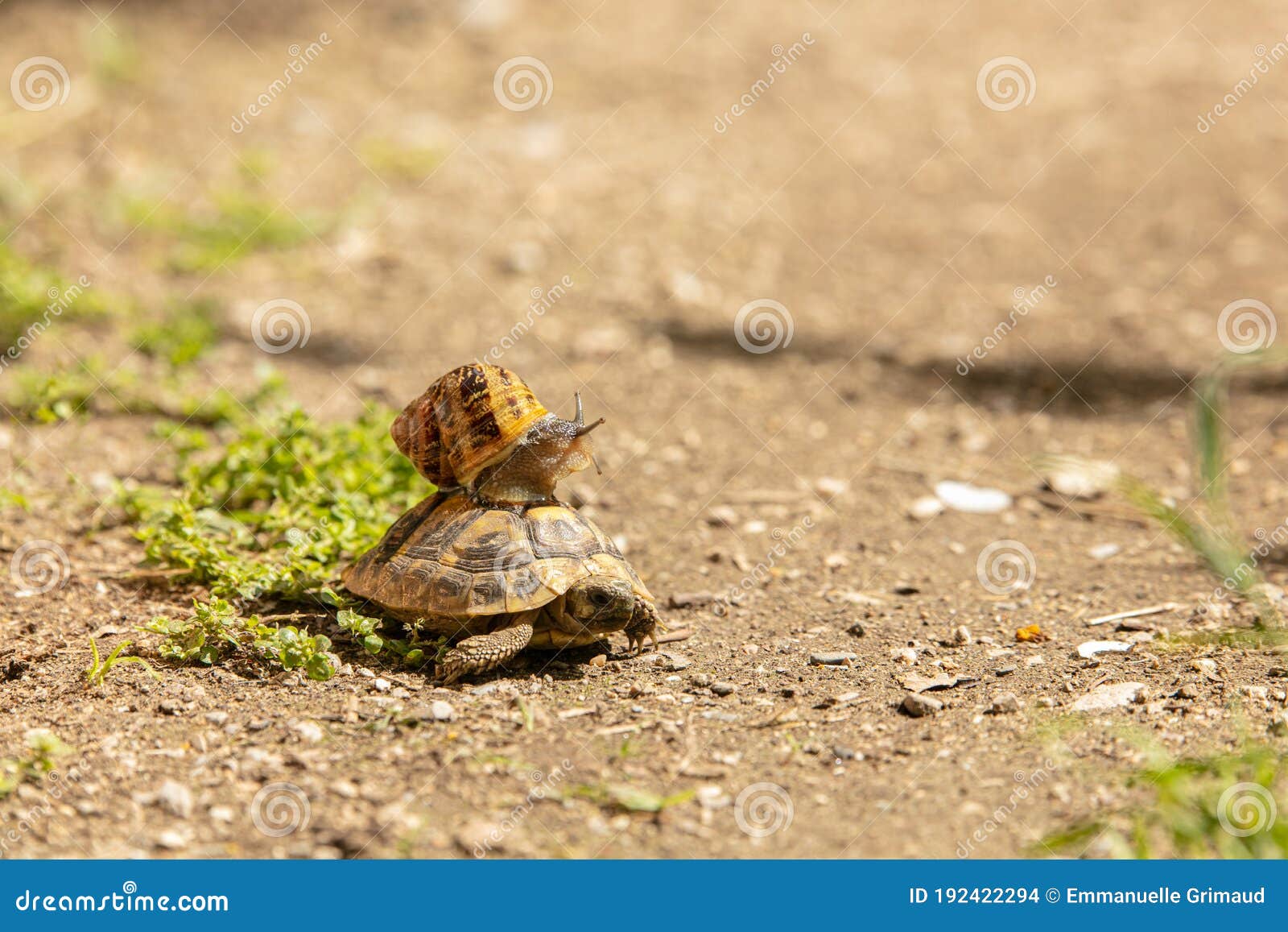 Small Snail on a Small Turtle Stock Photo - Image of snail, shell ...