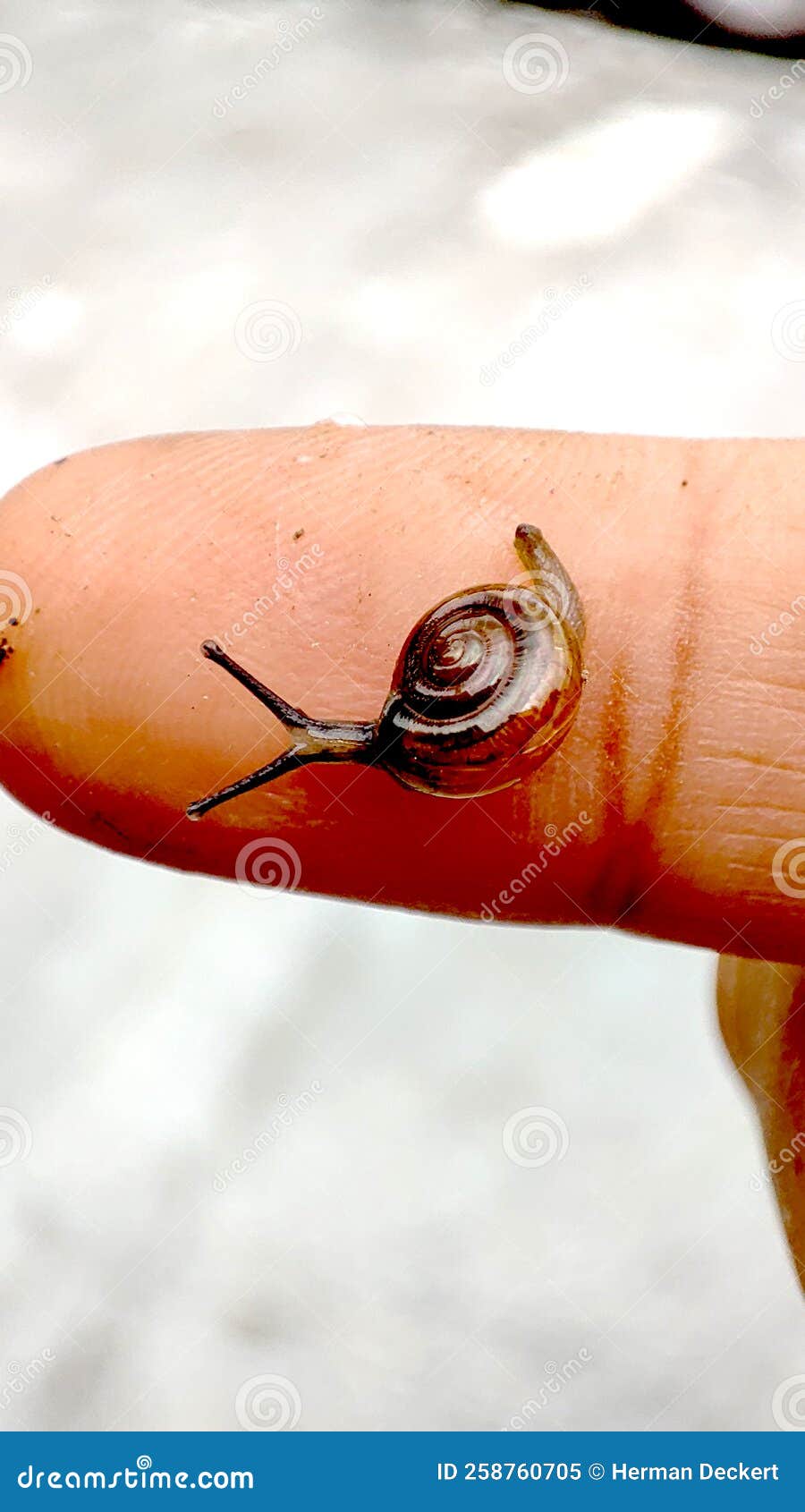 Tiny snail on finger tip. stock image. Image of head - 258760705