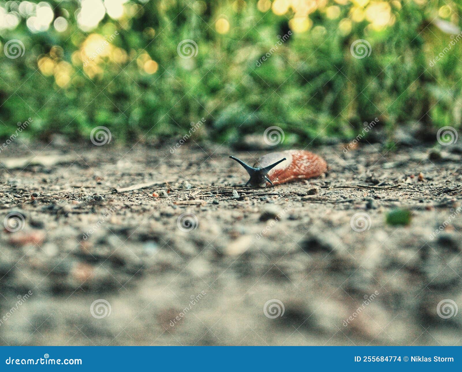 Small Snail on Walk Path in Forest Stock Photo - Image of walk, autumn ...