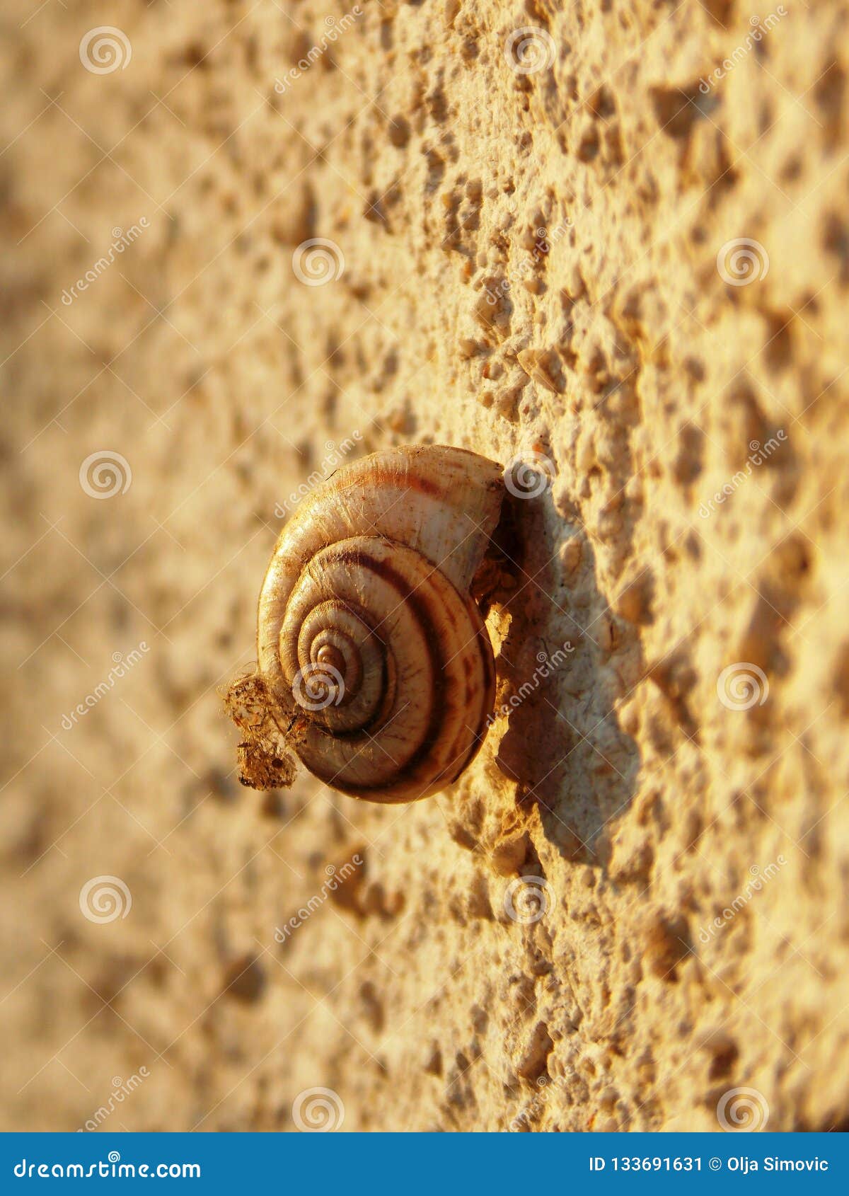 Small snail on the wall stock image. Image of macro - 133691631