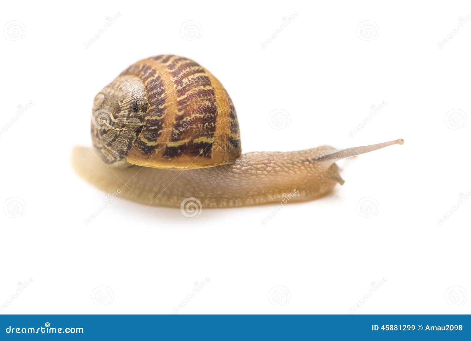 Small snail stock image. Image of creature, white, animals - 45881299