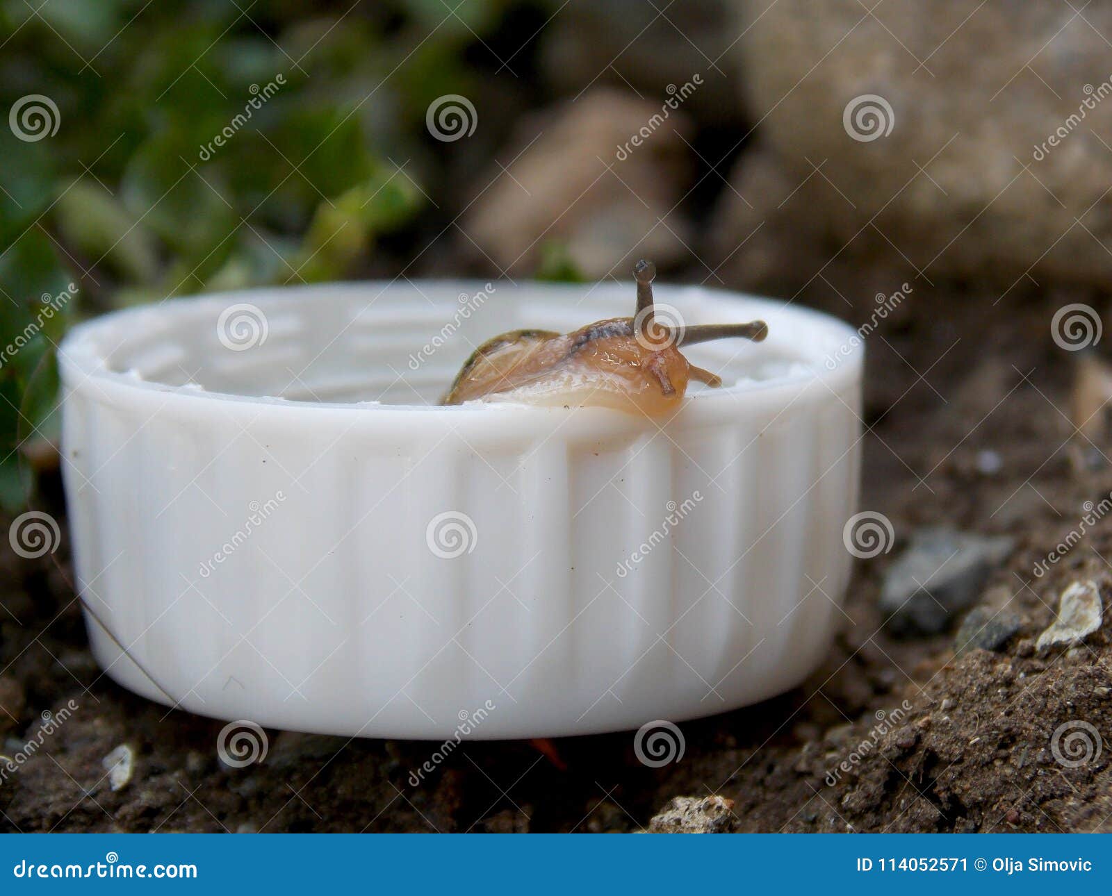 Small Snail in the Lid of the Bottle Stock Image - Image of color ...