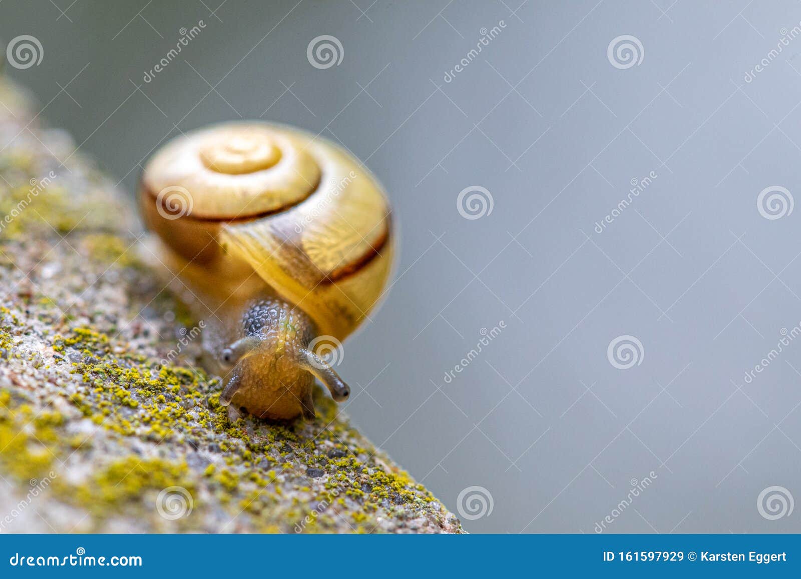Small Snail with a Yellow Snail Shell Crawls on a Concrete Pile Stock ...