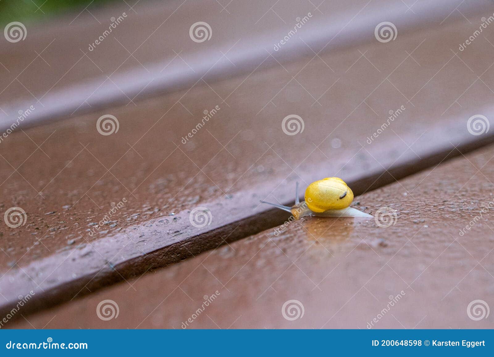 Small Snail with Yellow Snail Shell Crawls on a Park Bench Stock Photo ...