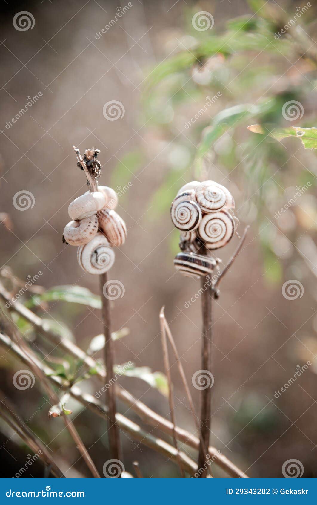 Small snails stock photo. Image of curiosity, slow, sticky - 29343202