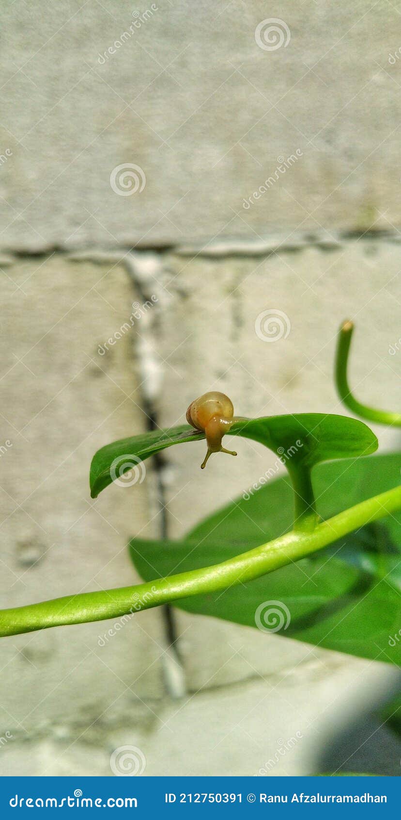Small Snails Creeping Up the Leaf Stalks Stock Image - Image of insect ...