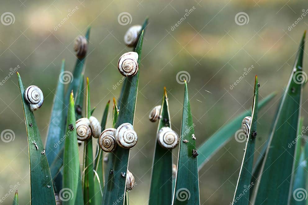 Small Snails on a Plant Leaf Stock Image - Image of green, snails ...
