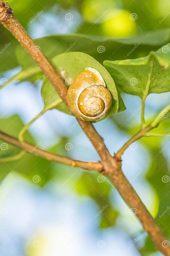 Small Snails with Snail Shell Hanging on a Branch of a Tree, Germany ...