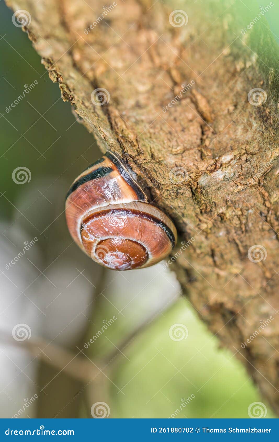 Small Snails with Snail Shell Hanging on a Branch of a Tree, Germany ...