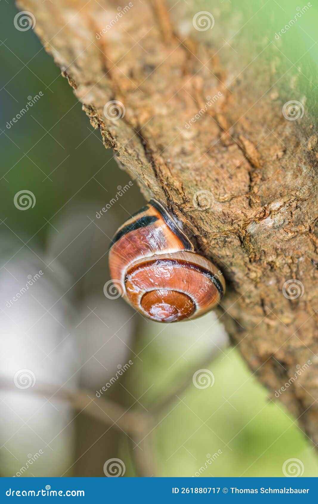 Small Snails with Snail Shell Hanging on a Branch of a Tree, Germany ...