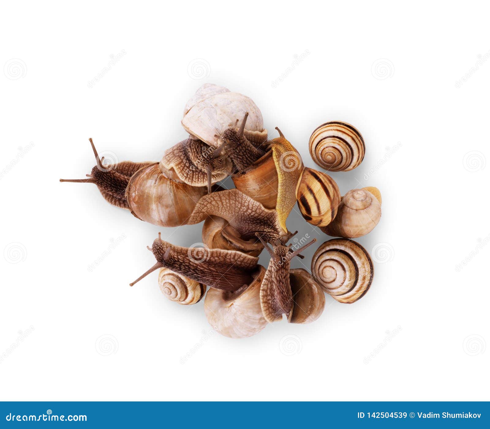 Small Snails On A White Background Stock Image - Image of disgust ...