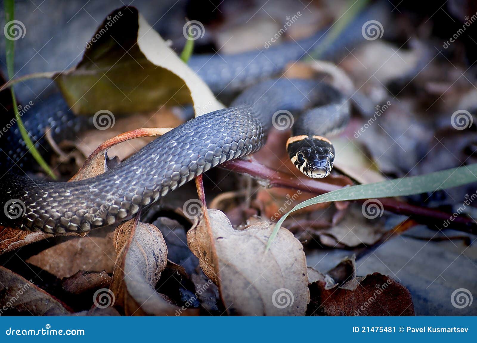 A small snake. stock image. Image of droop, snake, reptile - 21475481