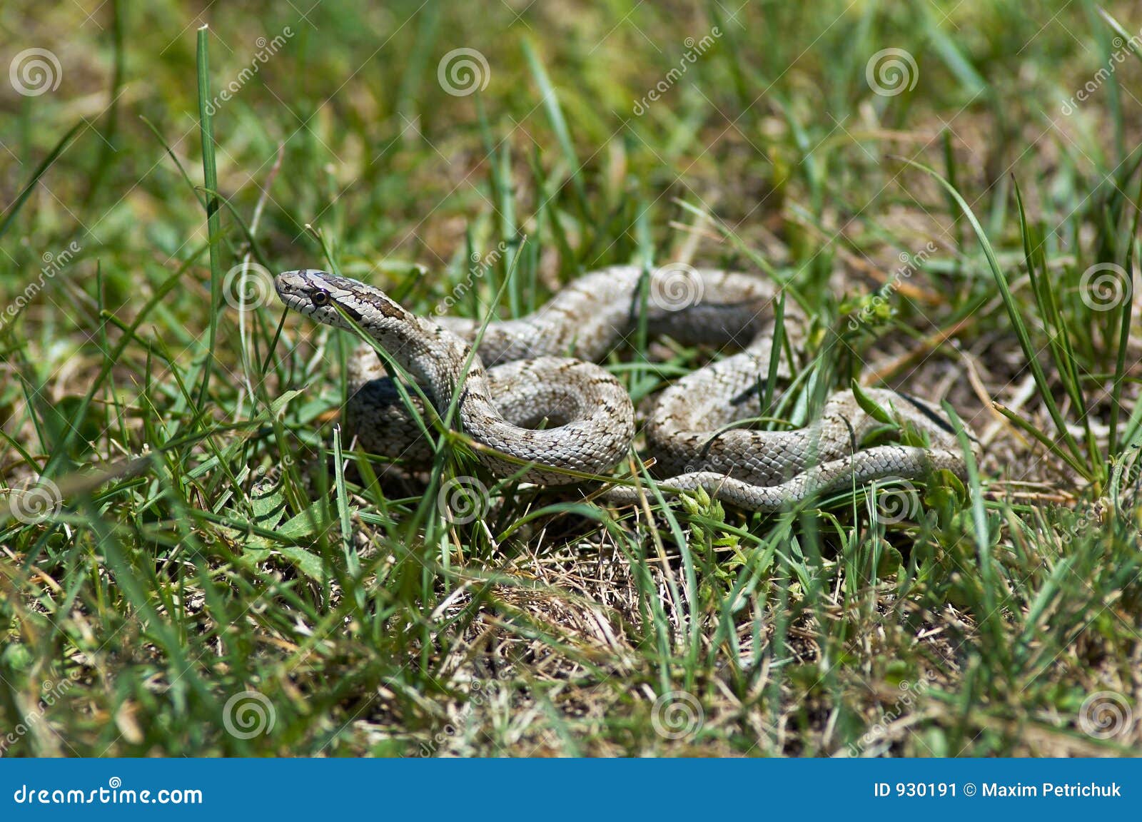 Small snake stock image. Image of wind, spiral, reptile - 930191