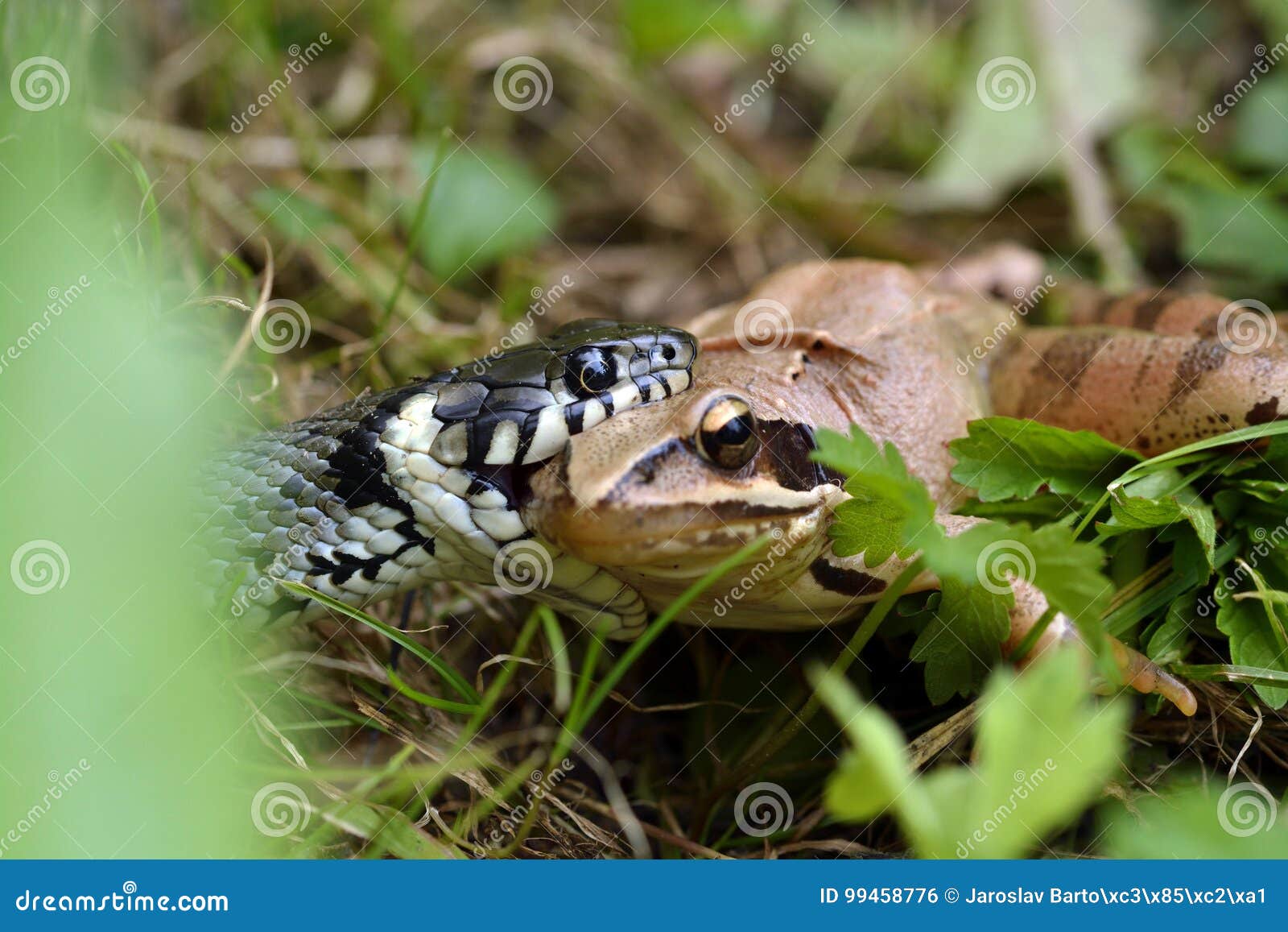 Snake and frog stock photo. Image of amphibian, animal - 99458776