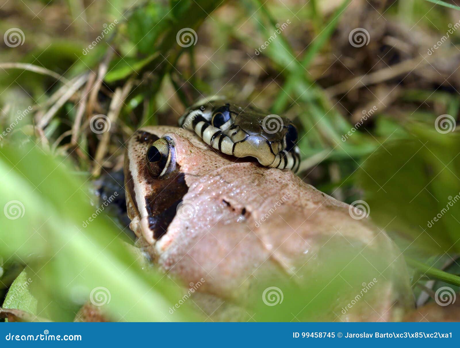Snake and frog stock image. Image of wildlife, reptile - 99458745