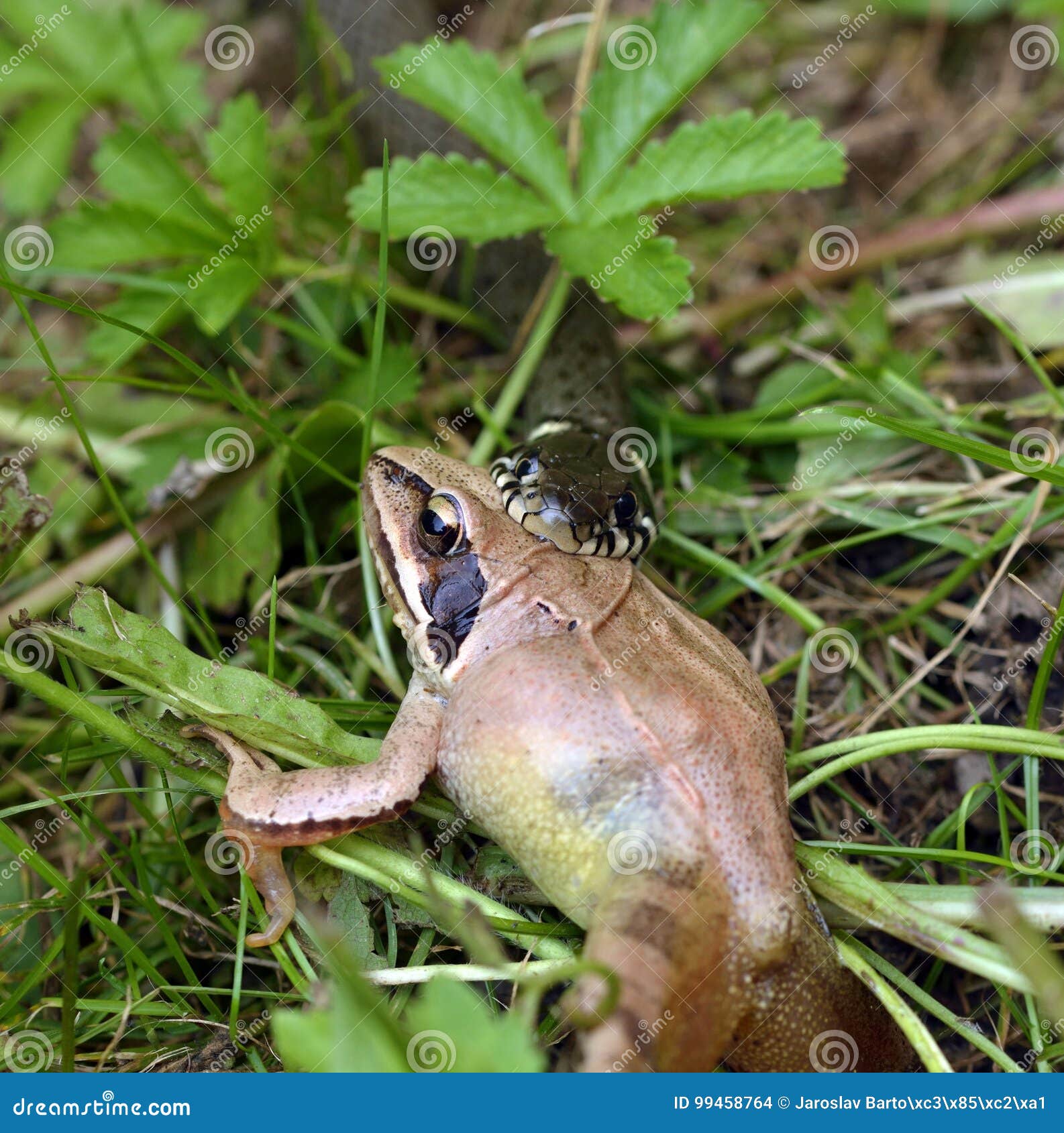 Snake and frog stock photo. Image of head, amphibian - 99458764