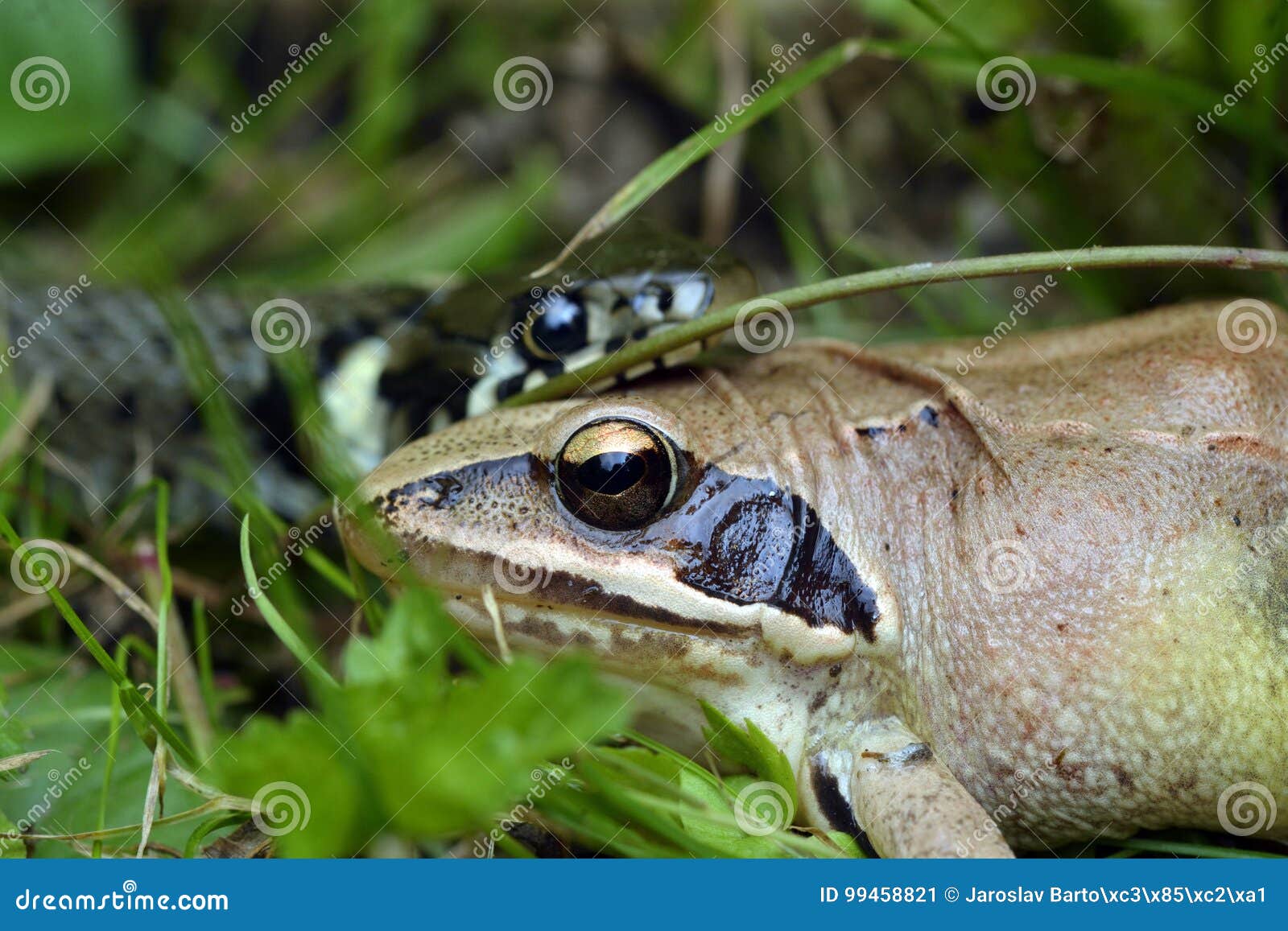 Snake and frog stock image. Image of nature, head, wild - 99458821