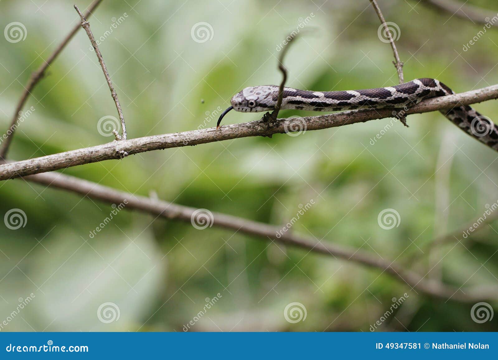 Small snake on branch stock image. Image of branch, small - 49347581