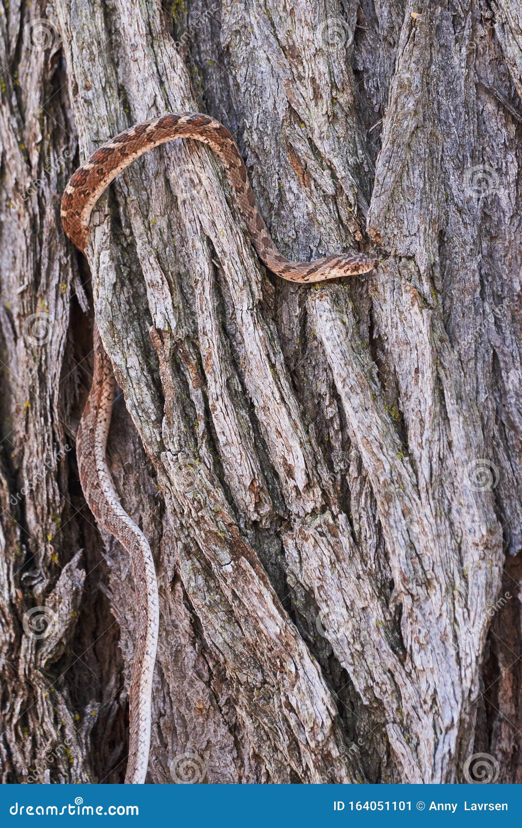 Small Snake Crawling on the Bark of a Tree Stock Image - Image of tree ...
