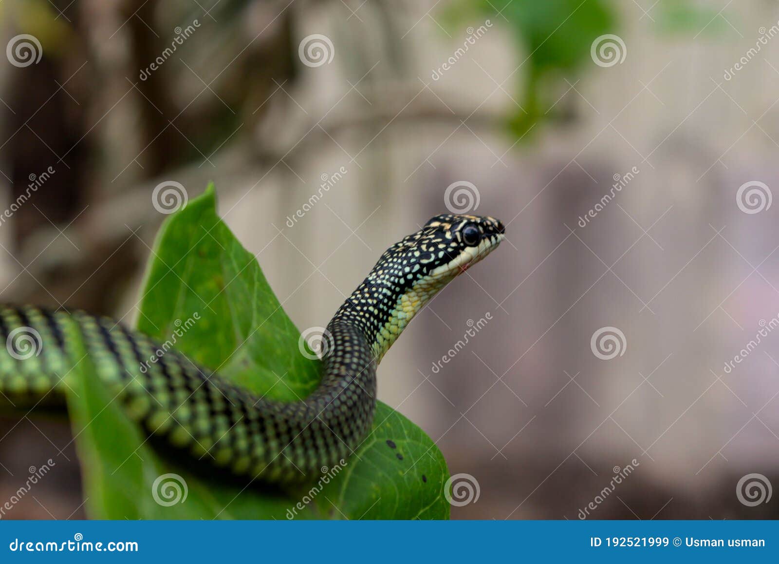 Small Snake on the Green Leaves Stock Image - Image of serpent ...