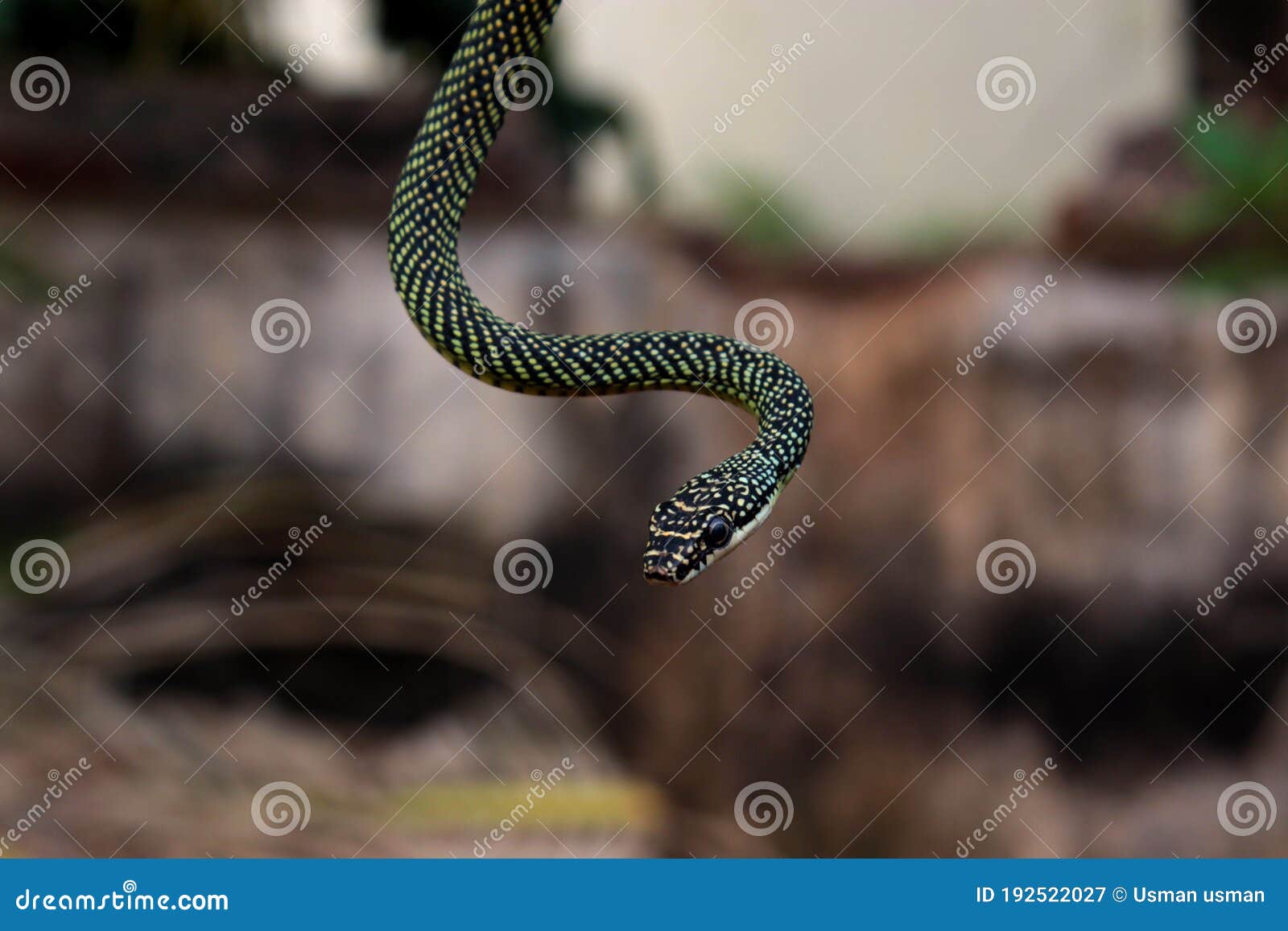 Small Snake on the Green Leaves Stock Image - Image of snake, serpent ...