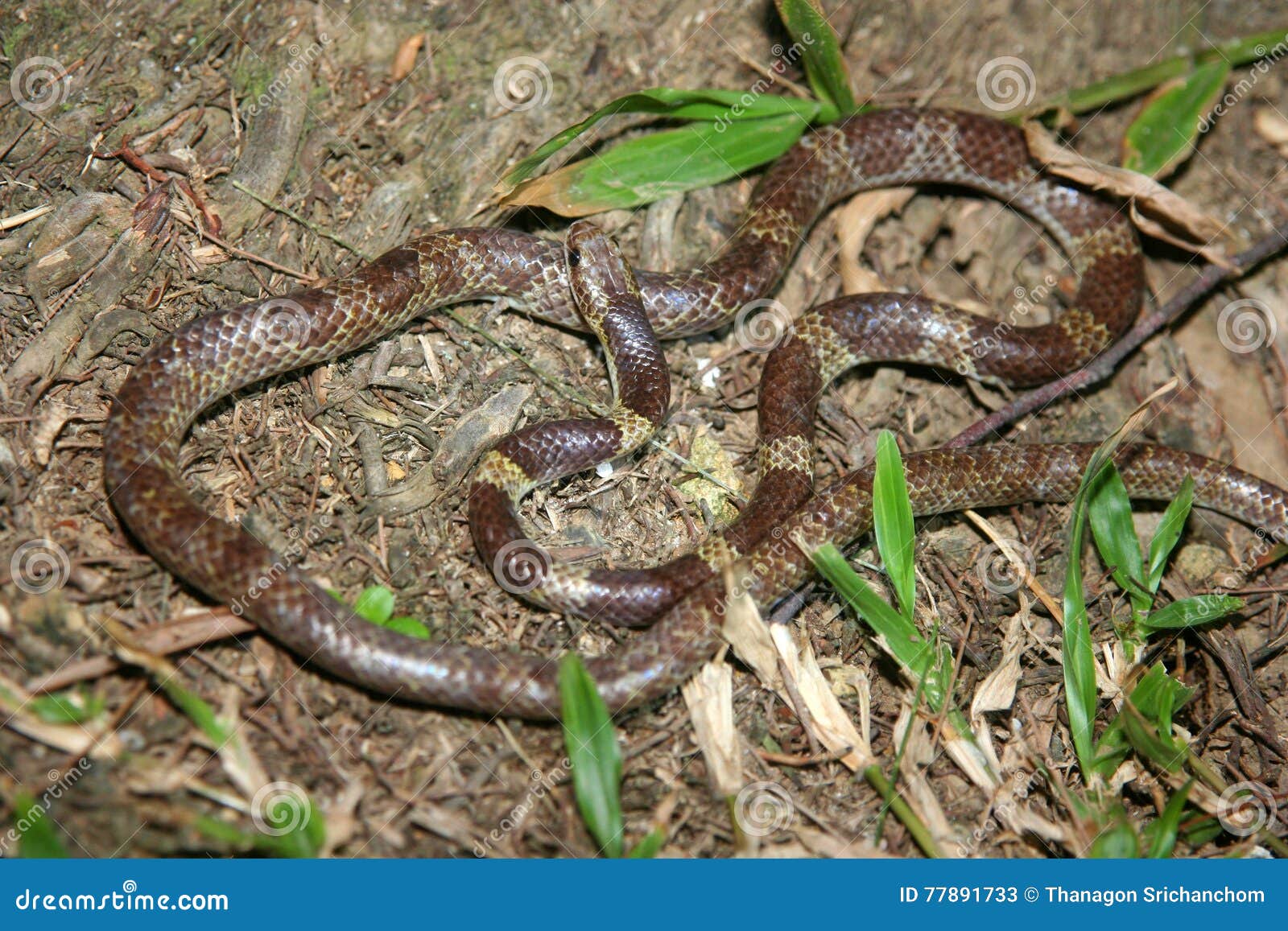 A Small Snake on the Ground. Stock Image - Image of ecology, detail ...
