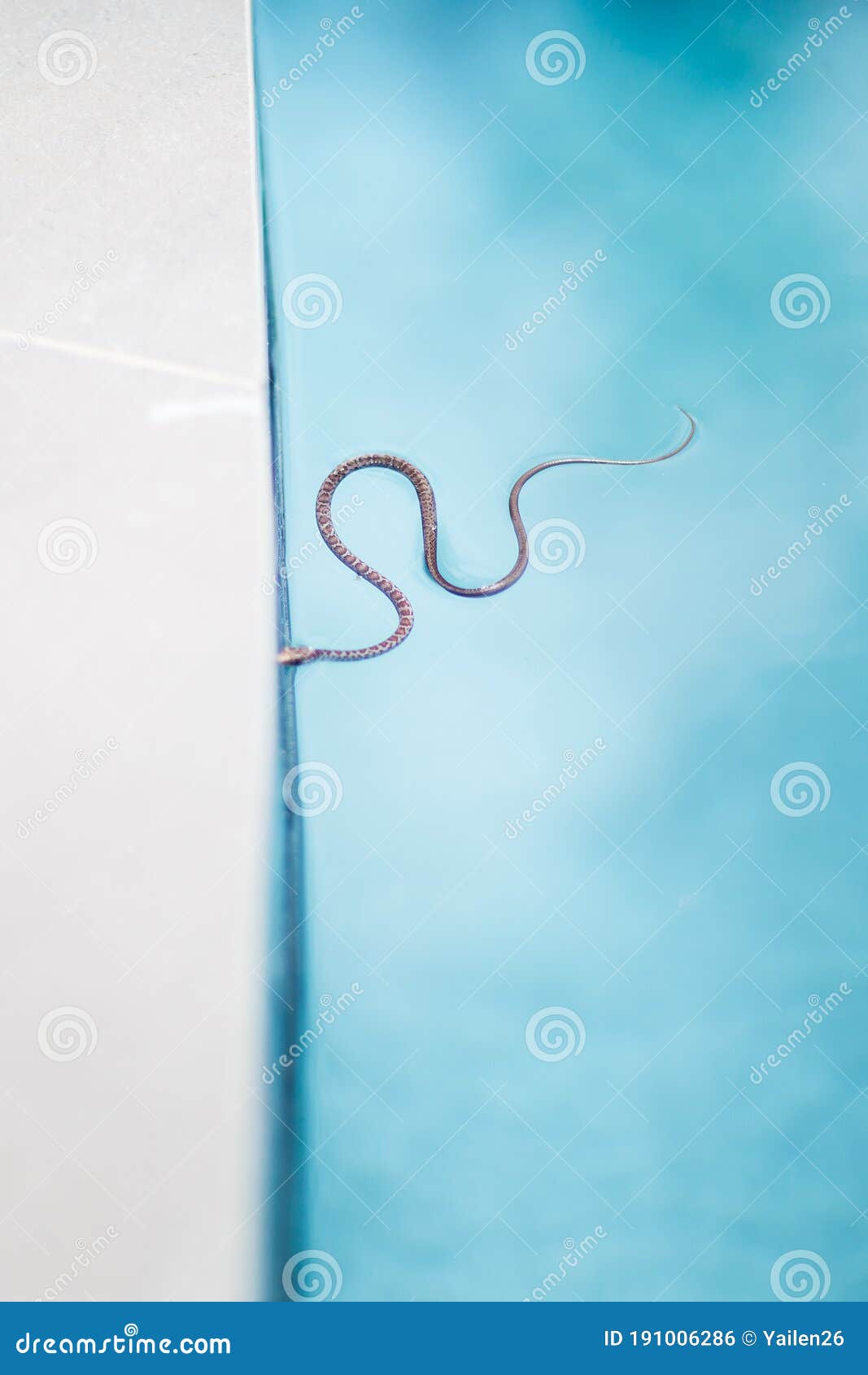 Small Snake Swimming In Pool Stock Photo | CartoonDealer.com #191006286