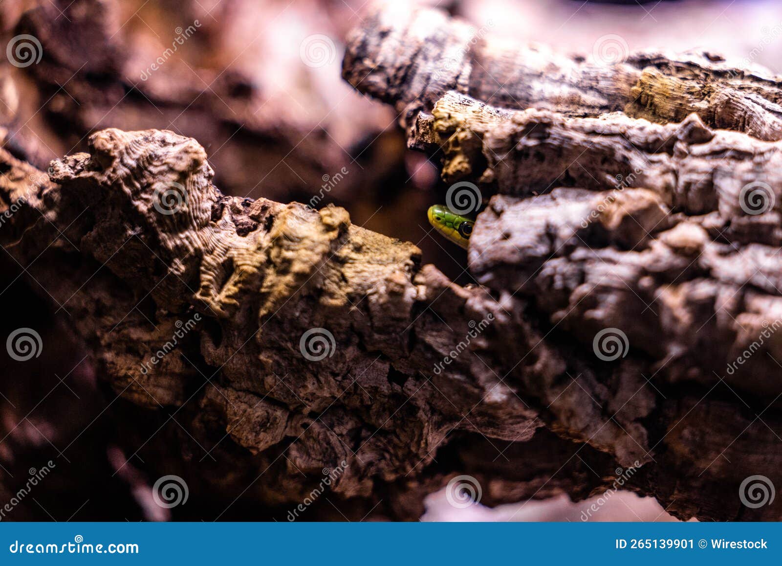 Small Snake Under a Rock at the Outer Banks NC Stock Image - Image of ...