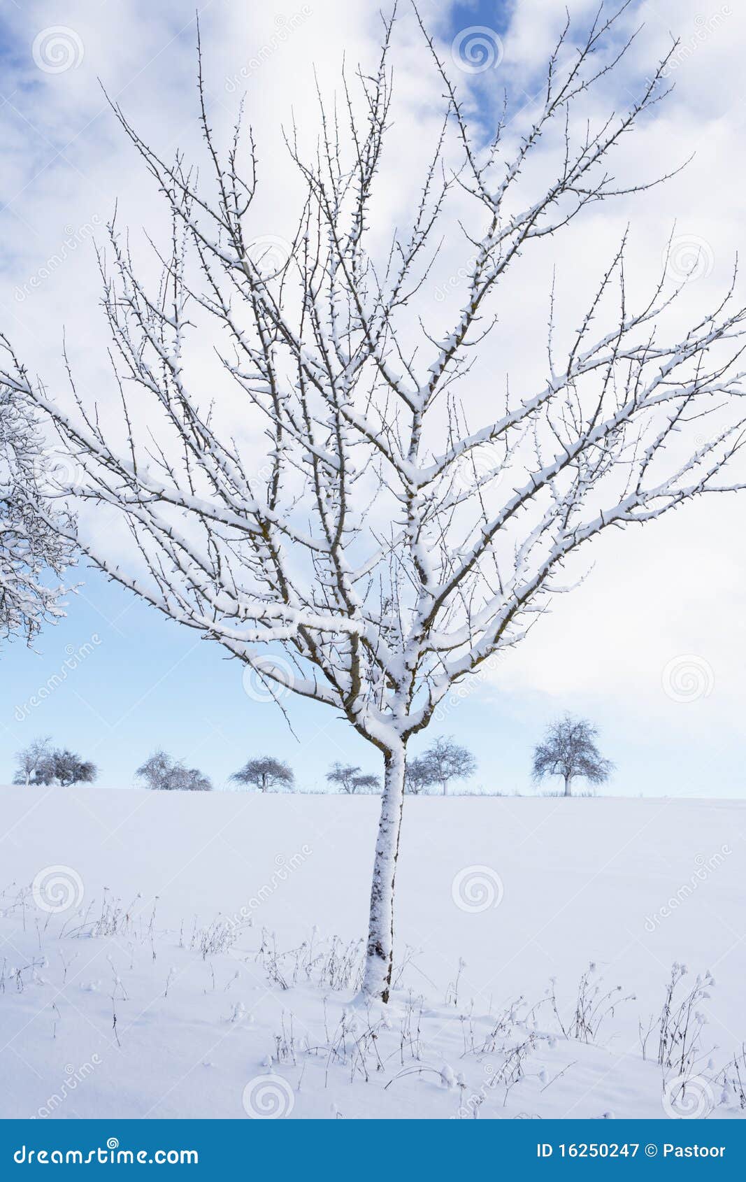 Small Snow Covered Apple Tree Stock Image - Image of fruit, snow: 16250247
