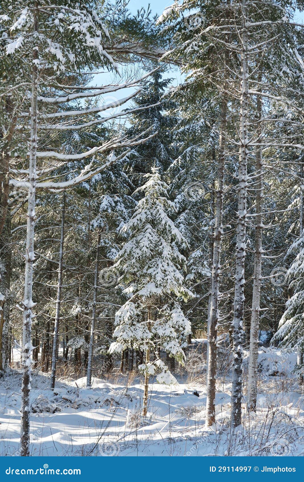 Small Snow Covered Pine Tree Stock Image - Image of serene, serenity ...