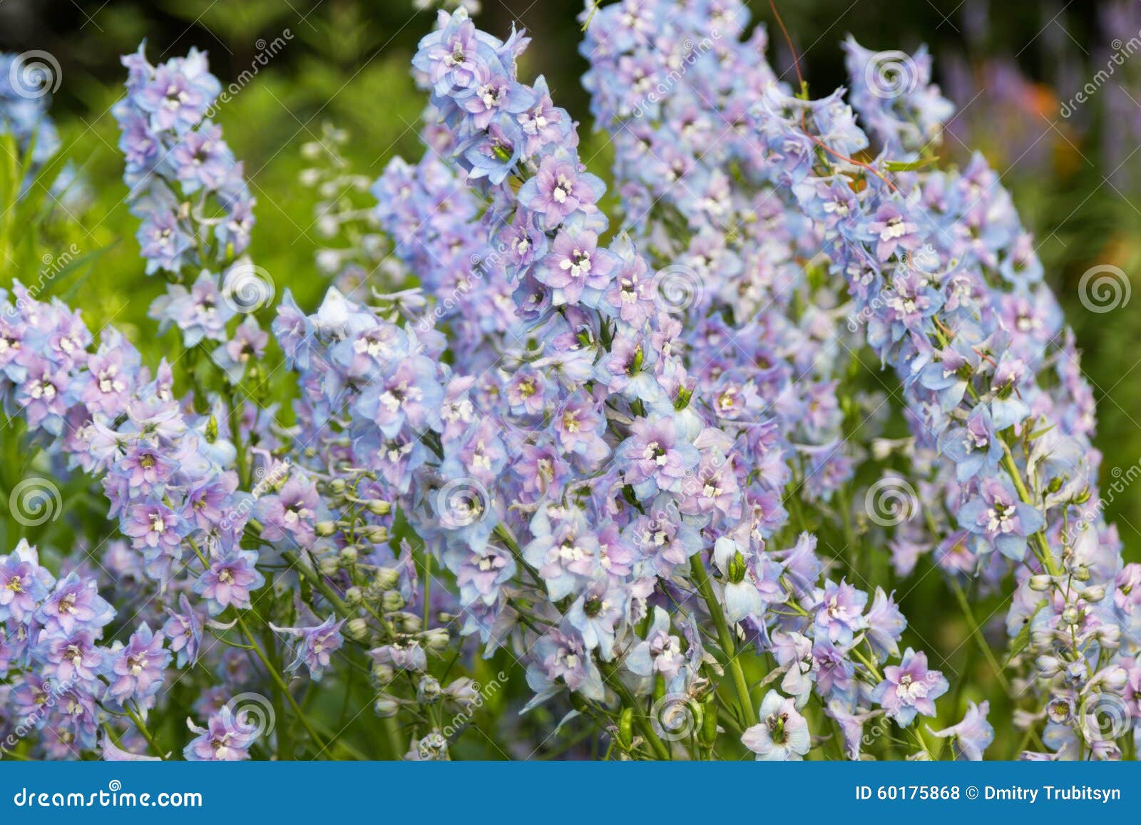 Small Soft Blue Flowers in Foliage Closeup Stock Photo - Image of ...