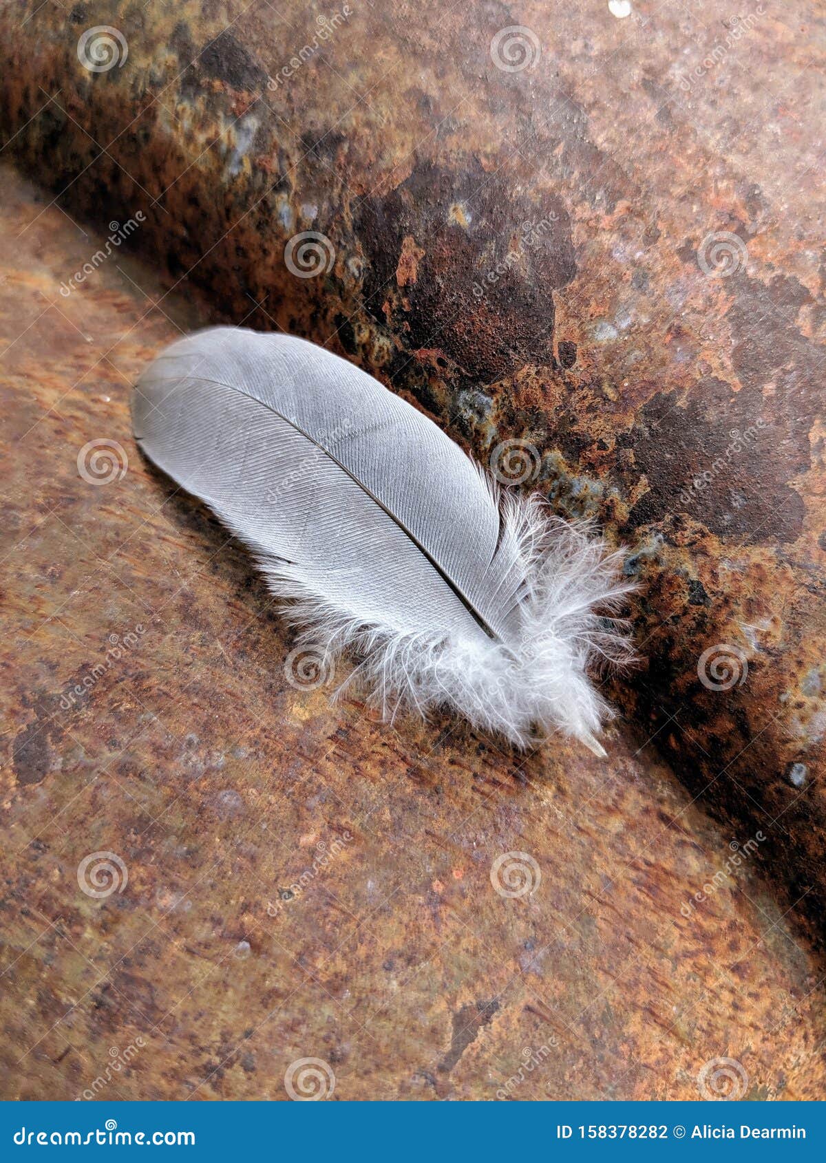 A Small Soft Feather on a Rusty Tractor Stock Photo - Image of light ...