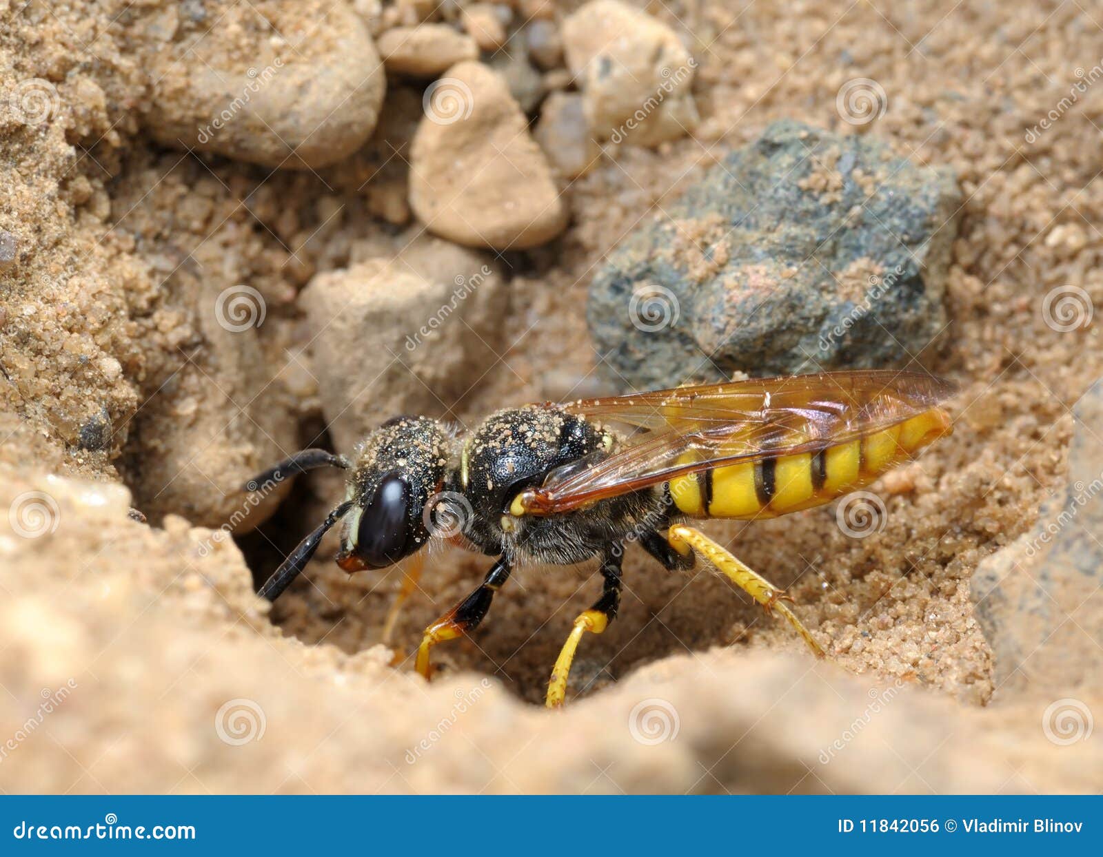 Small solitary wasp stock photo. Image of head, stringer - 11842056