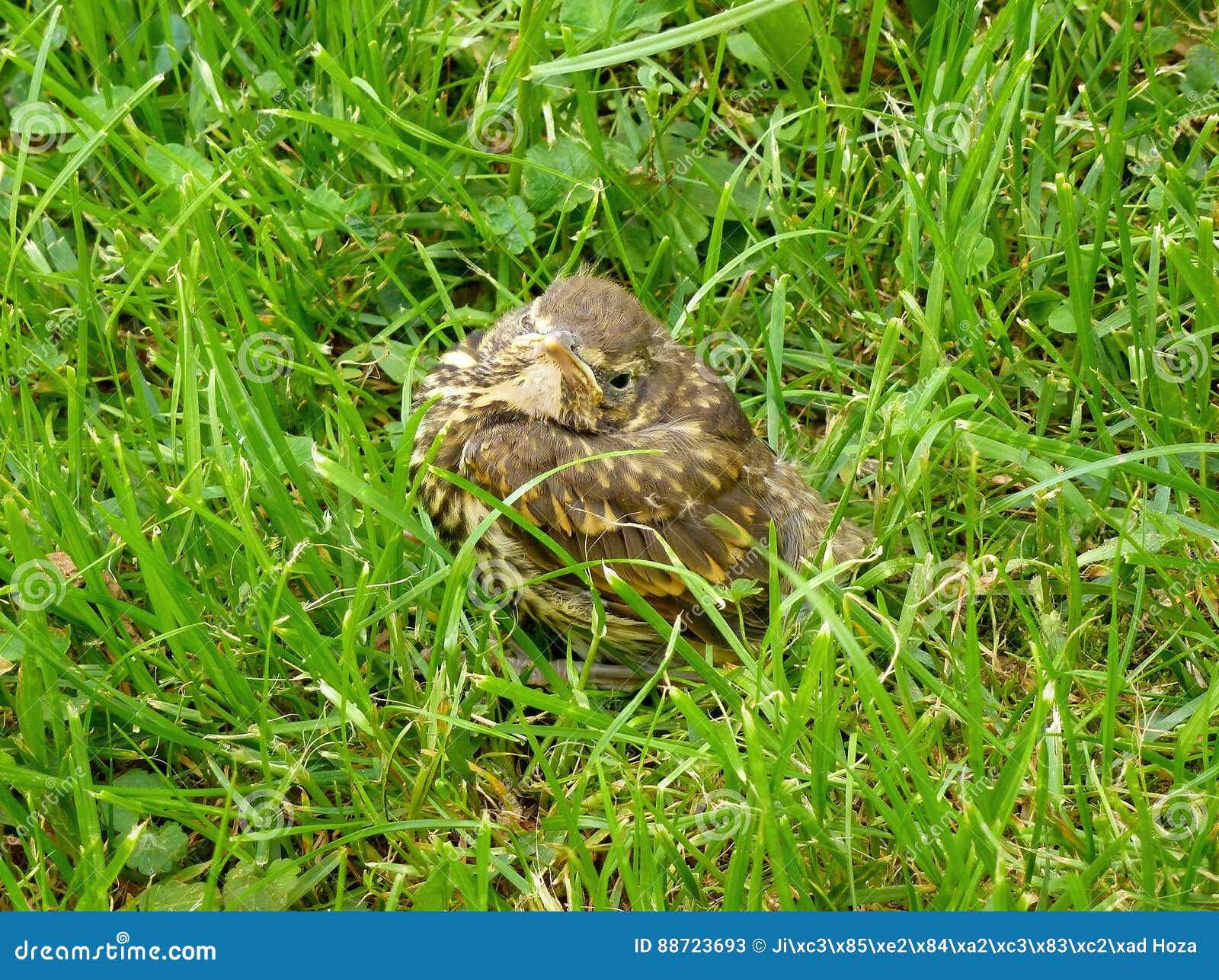 Small Song Thrush Chick Sitting in the Grass Stock Image - Image of ...