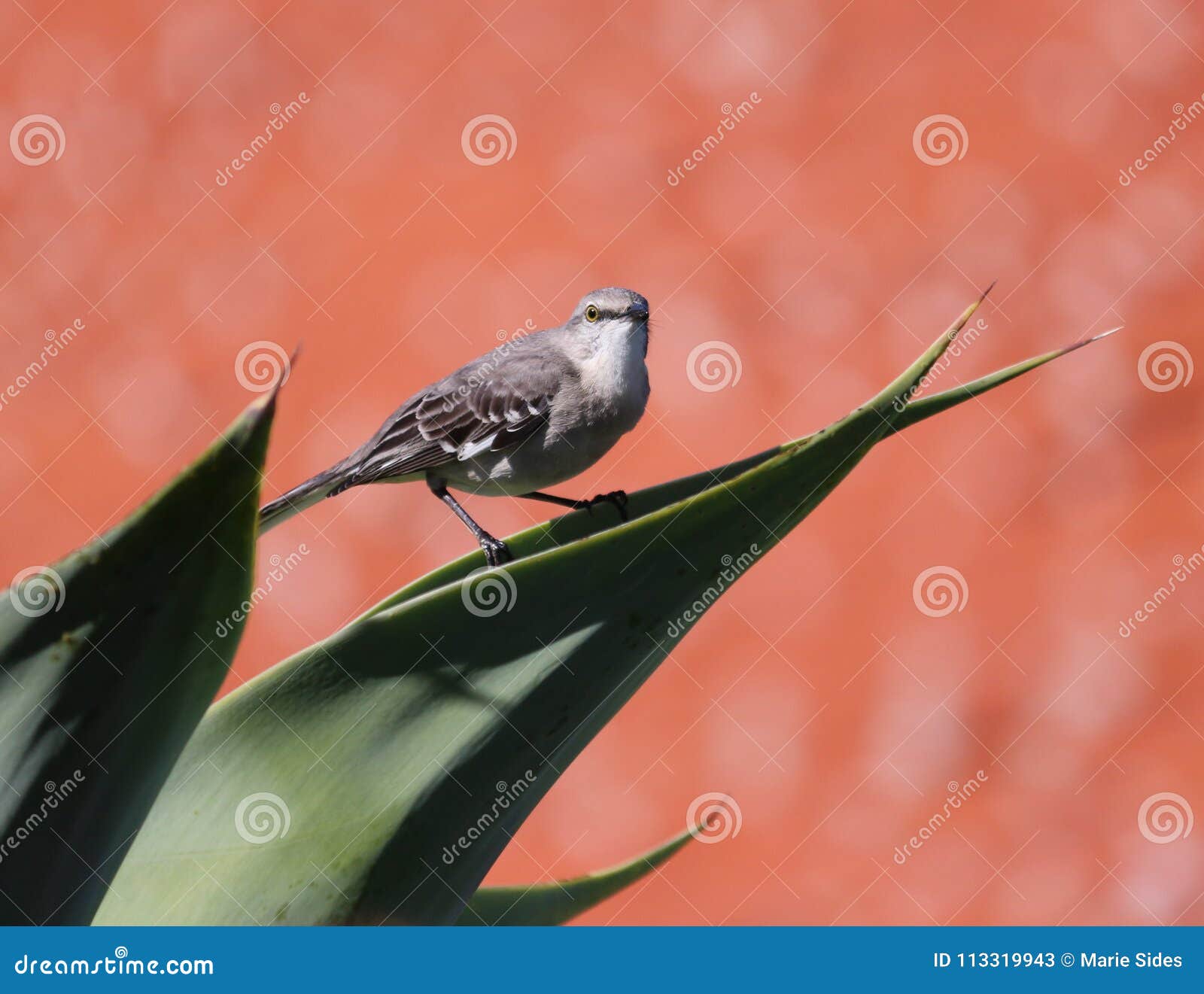 Songbird stock image. Image of cute, songbird, pretty - 113319943