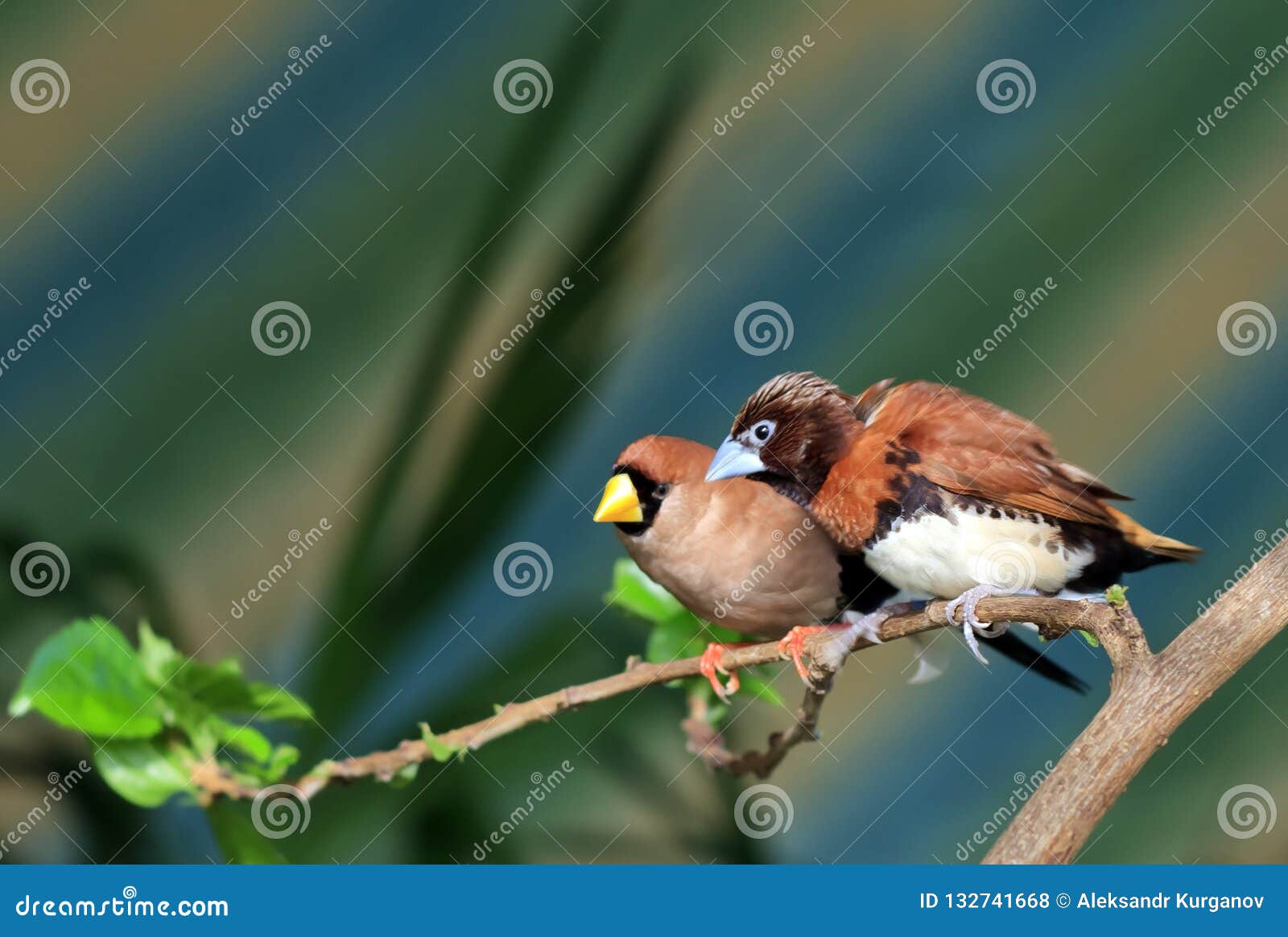 Small songbird on a branch stock photo. Image of feather - 132741668