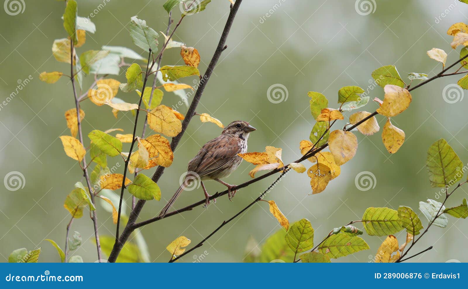 Small Songbird Resting on a Tree Branch Stock Photo - Image of plant ...
