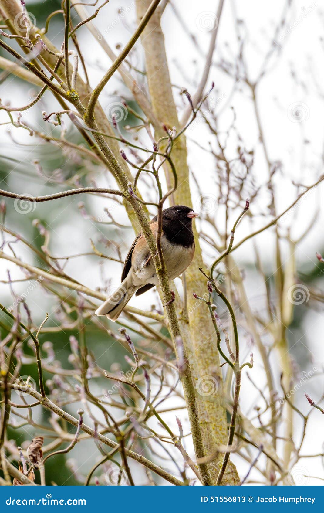 Small Songbird on a Tree Branch Stock Image - Image of canadian ...