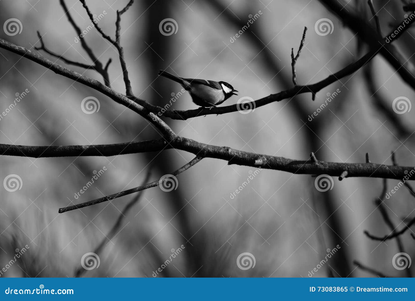 Small songbirds in a tree stock image. Image of bird - 73083865