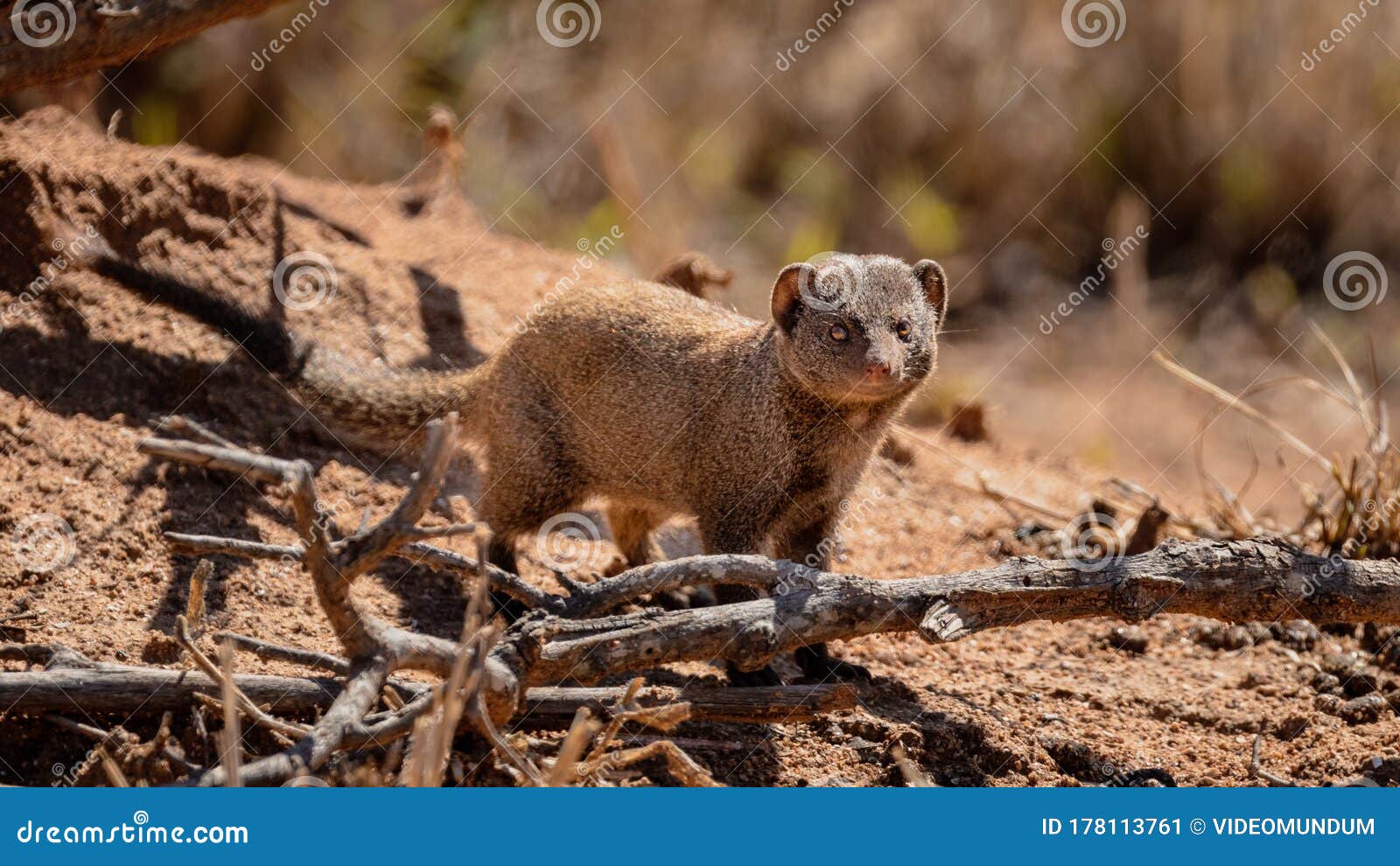 Small South African Manguste Rodent on Desert Ground Stock Image ...