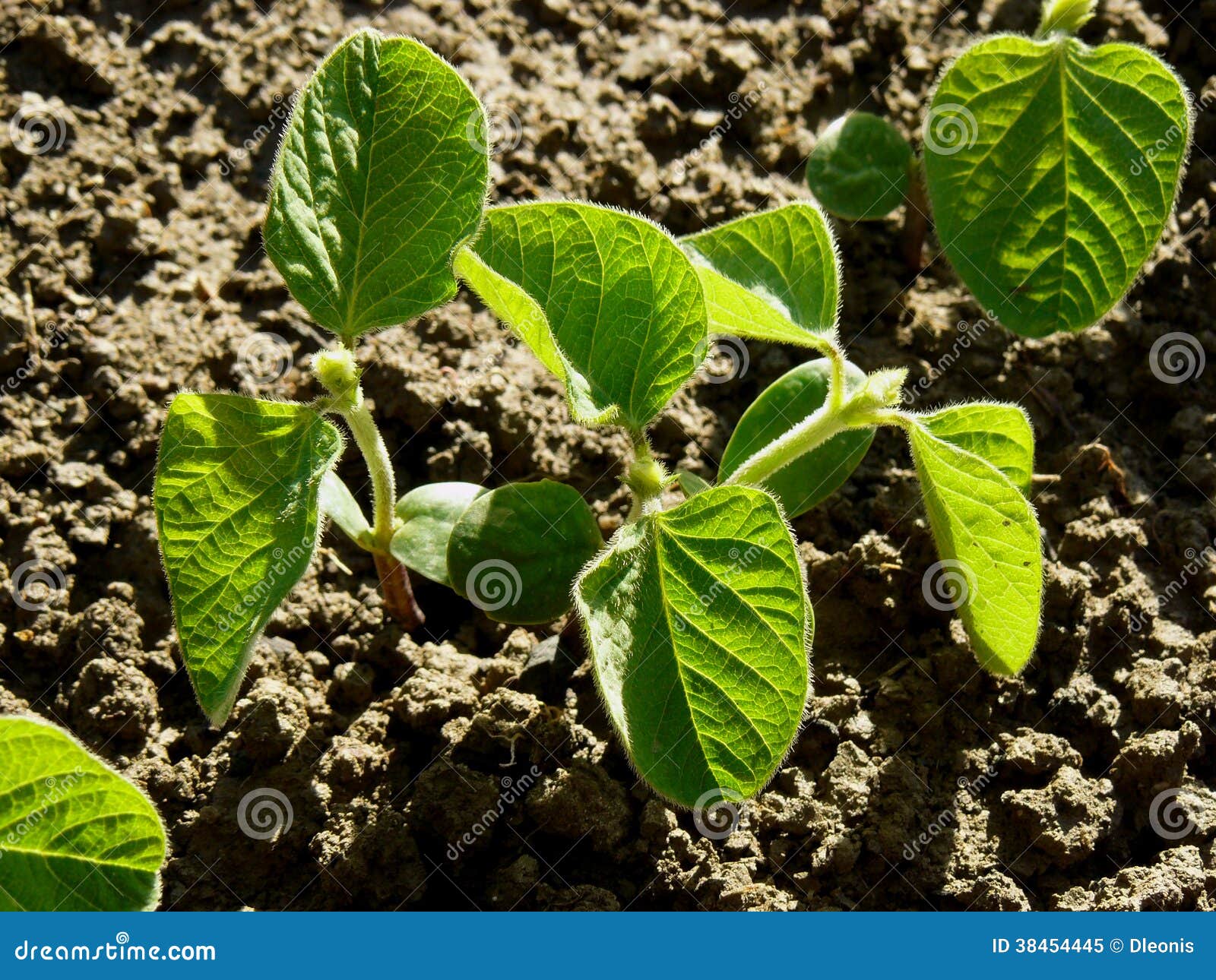 Small soy plants stock image. Image of burgeon, agriculture - 38454445