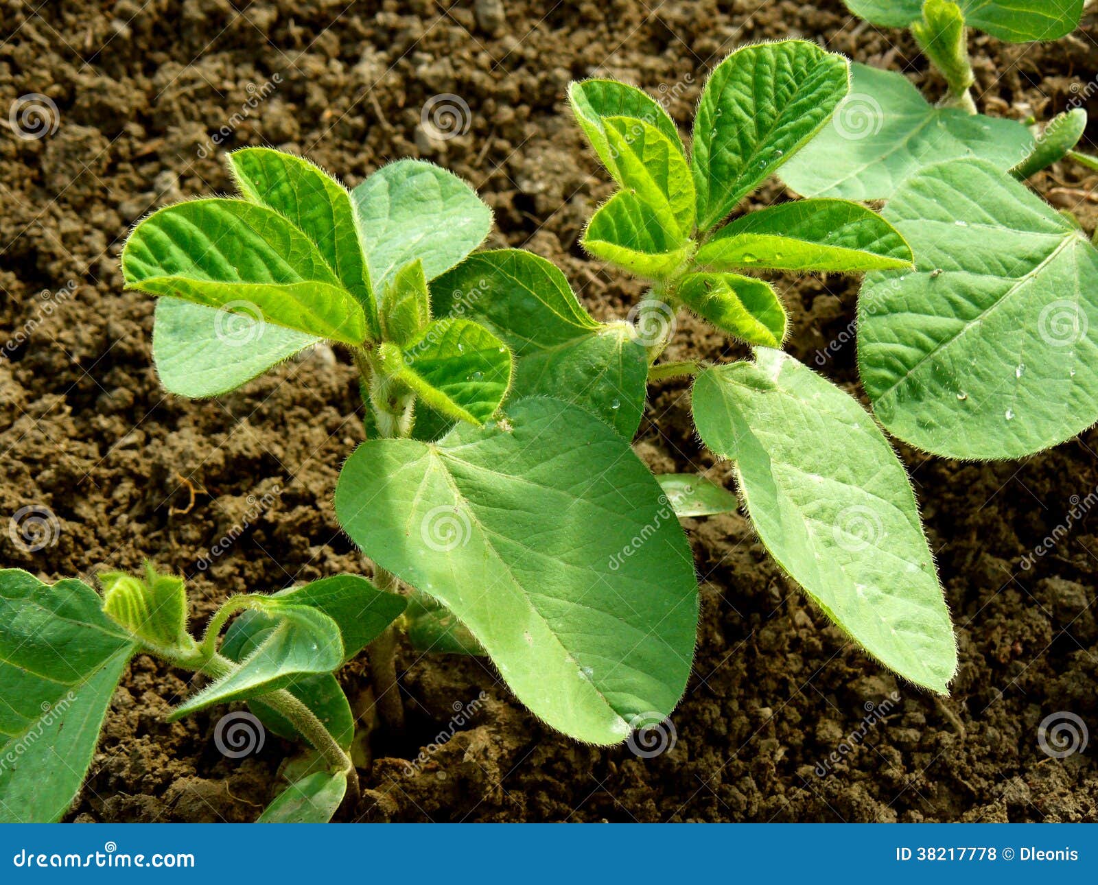 Small soya plants stock photo. Image of farming, cultivation - 38217778