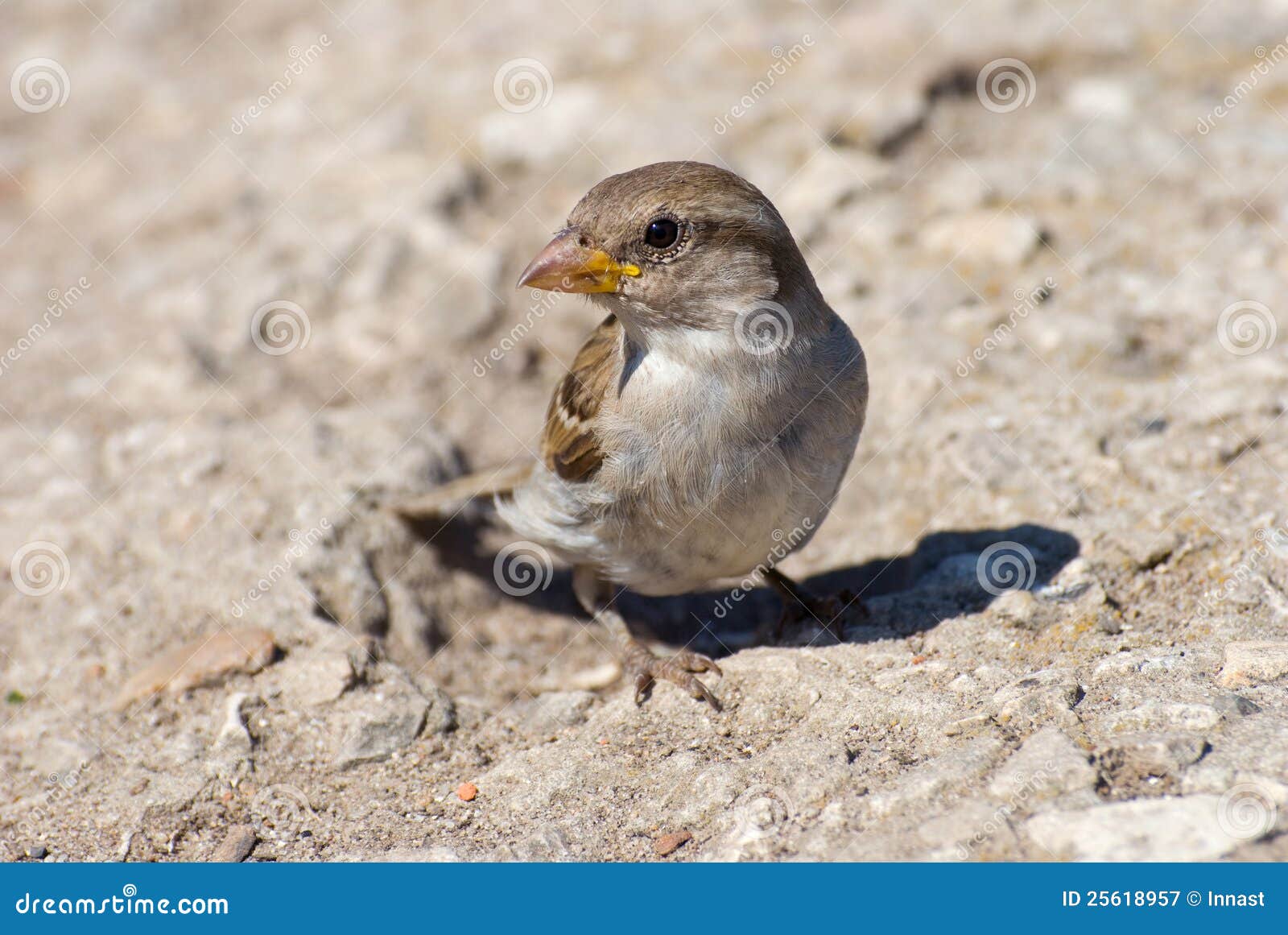 Small sparrow stock image. Image of beak, domesticus - 25618957