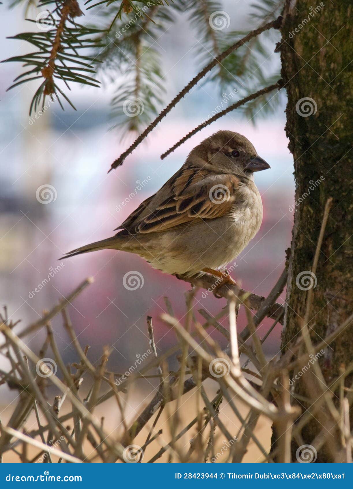 Small Sparrow stock photo. Image of brown, blurred, flying - 28423944